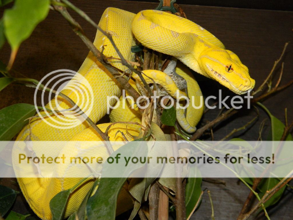 chondro update | Reptile Forums