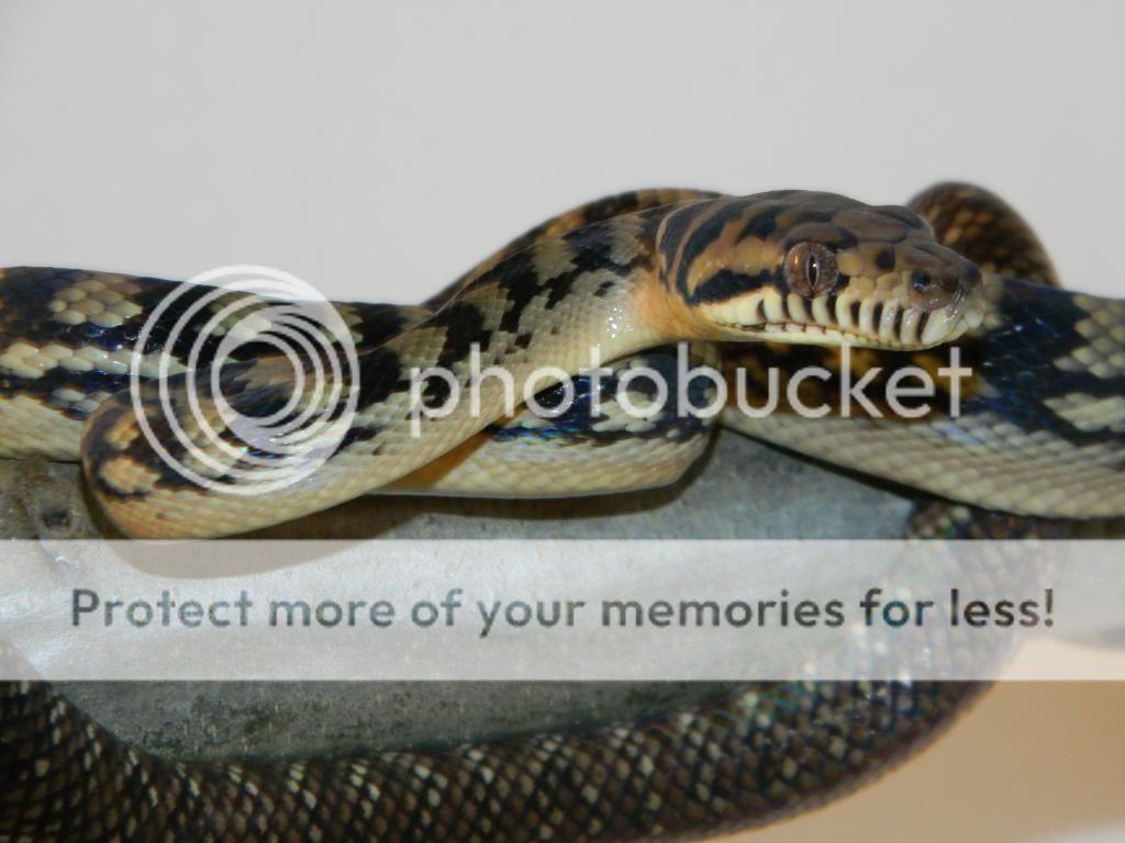 Barneck scrub pythons | Reptile Forums