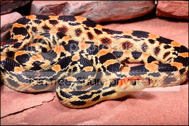 Slangenforum - Toon onderwerp - het genus Pituophis