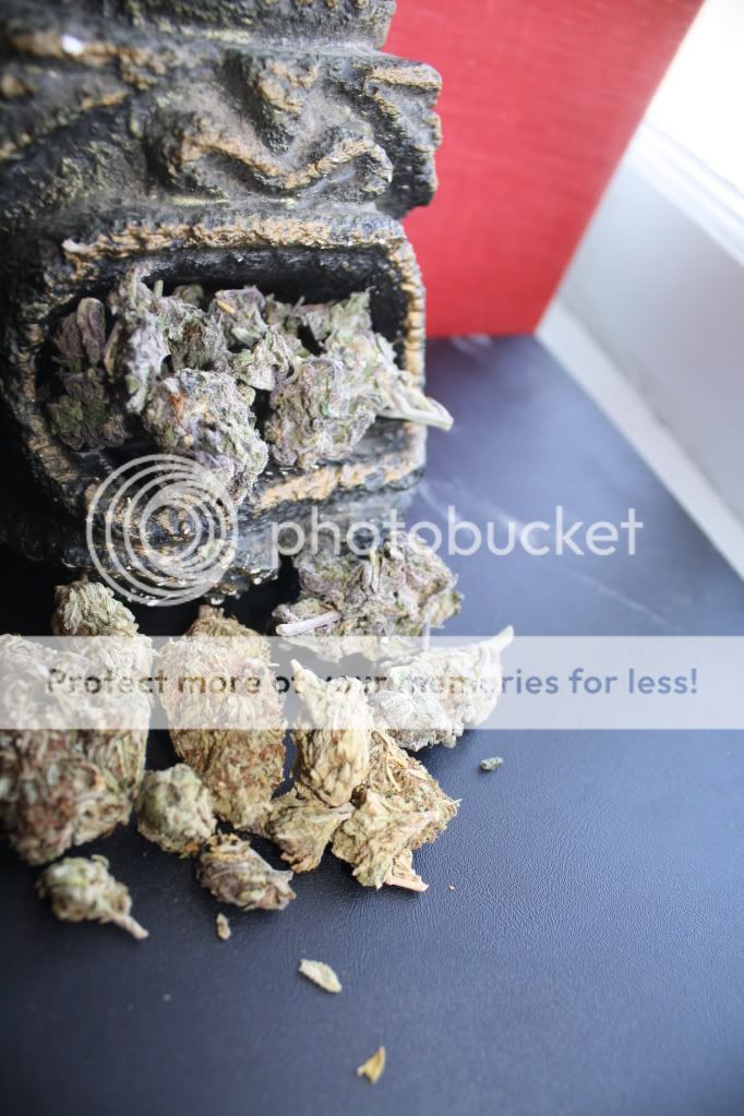 !Cali Dank! Purple Haze & Trainwreck 3 oz [MACROS] | Grasscity Forums ...