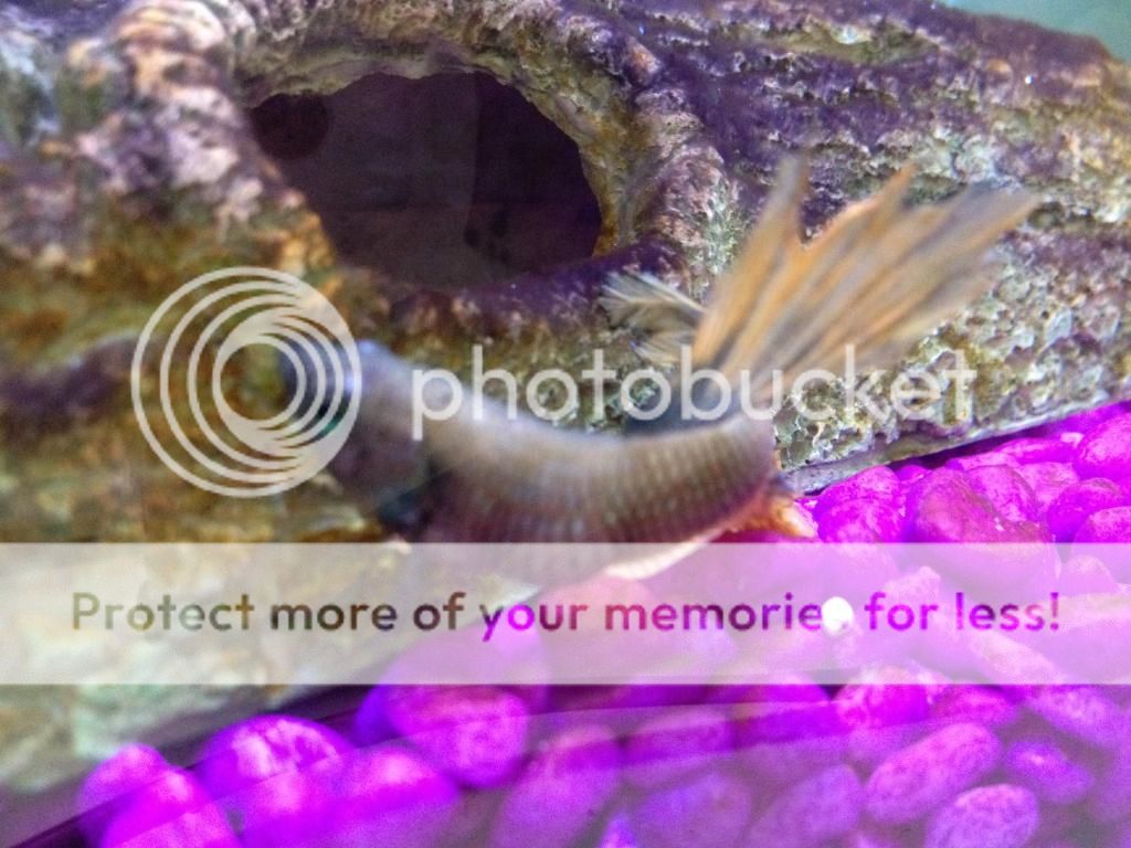 Very swollen and now lethargic | Betta Fish Forum