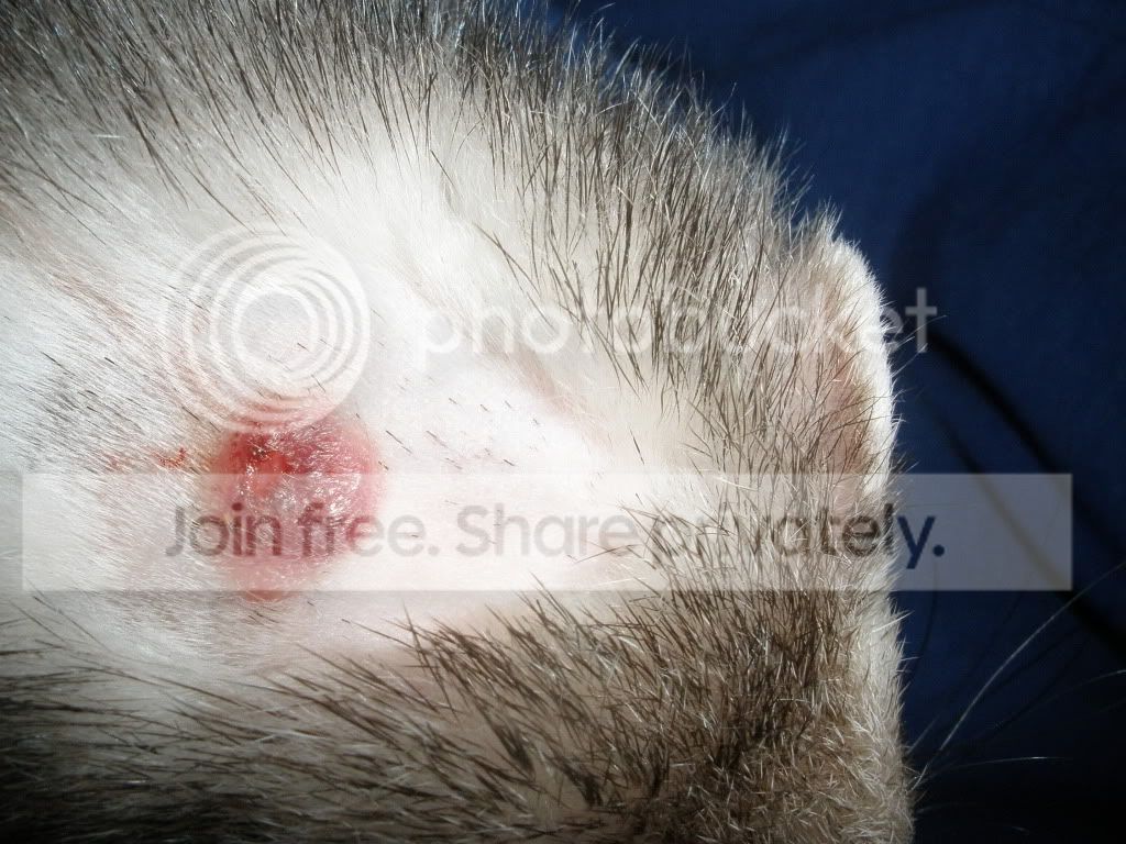 Help with wound on ferret | The Holistic Ferret Forum